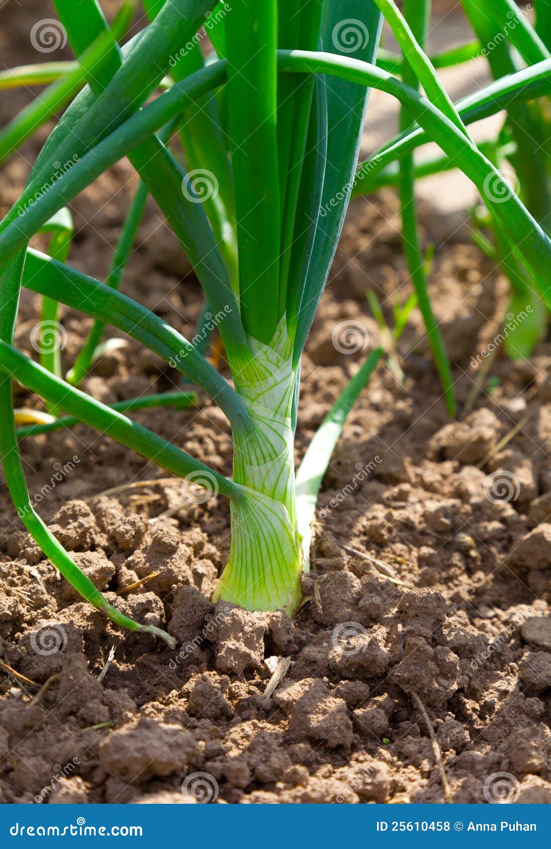 Green onion stock photo. Image of food, cultivated, ground - 25610458