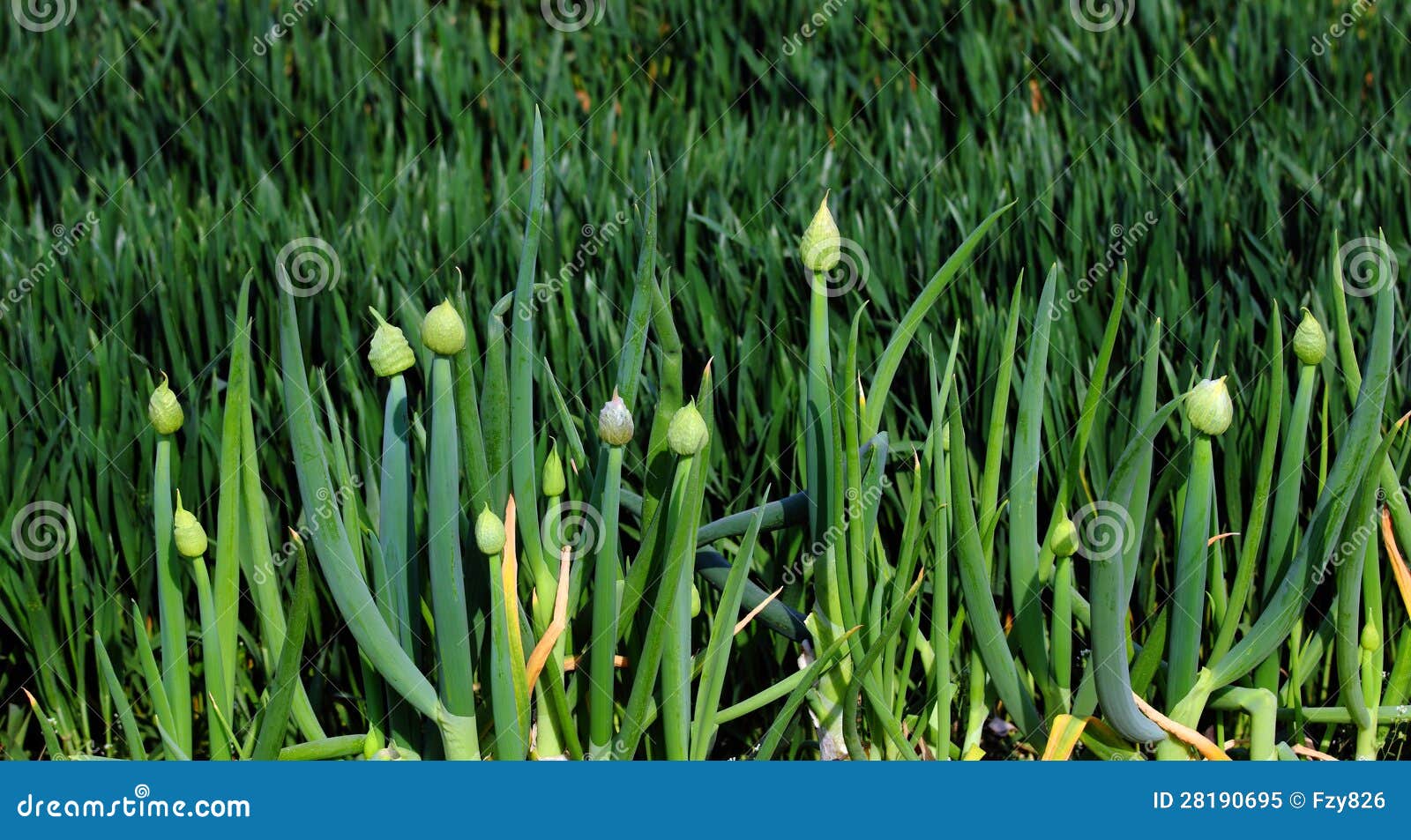 Green onion stock image. Image of green, juicy, agricultural - 28190695