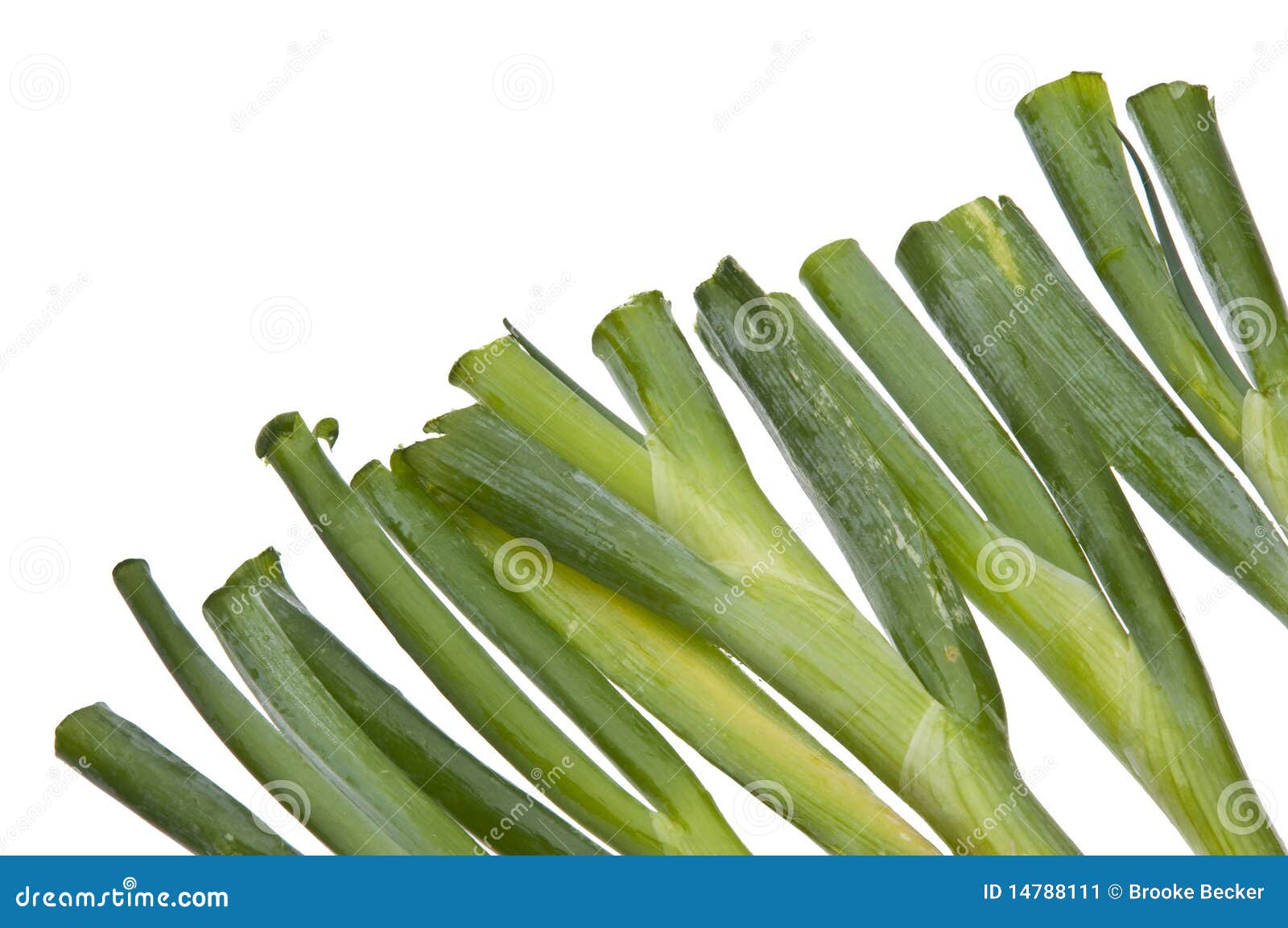 Green Onion Border stock image. Image of vegetable, isolated - 14788111
