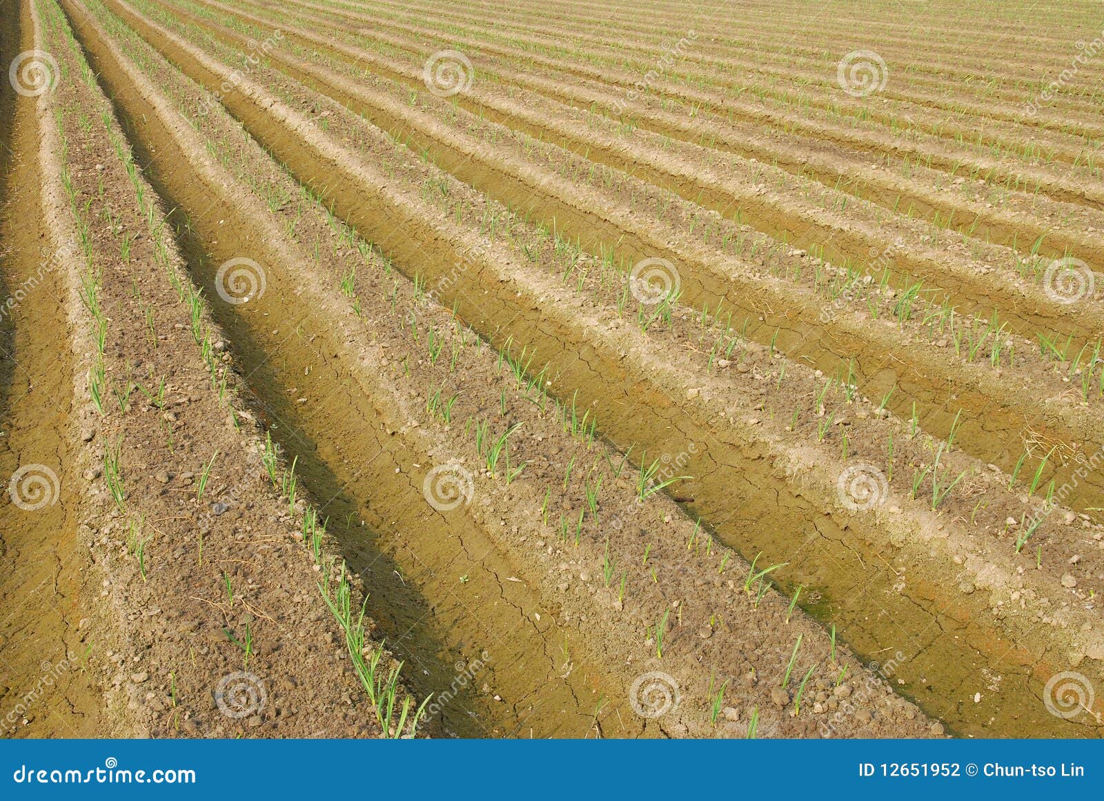 Green onion field . stock photo. Image of asia, bulb - 12651952