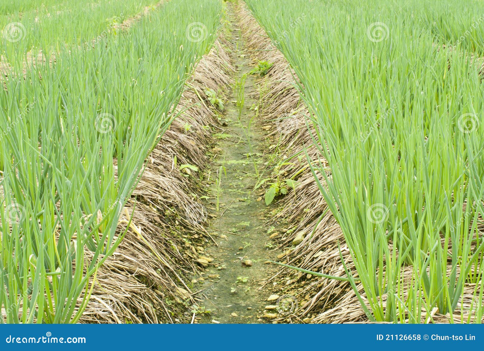 Green onion field stock photo. Image of grow, farm, fresh - 21126658