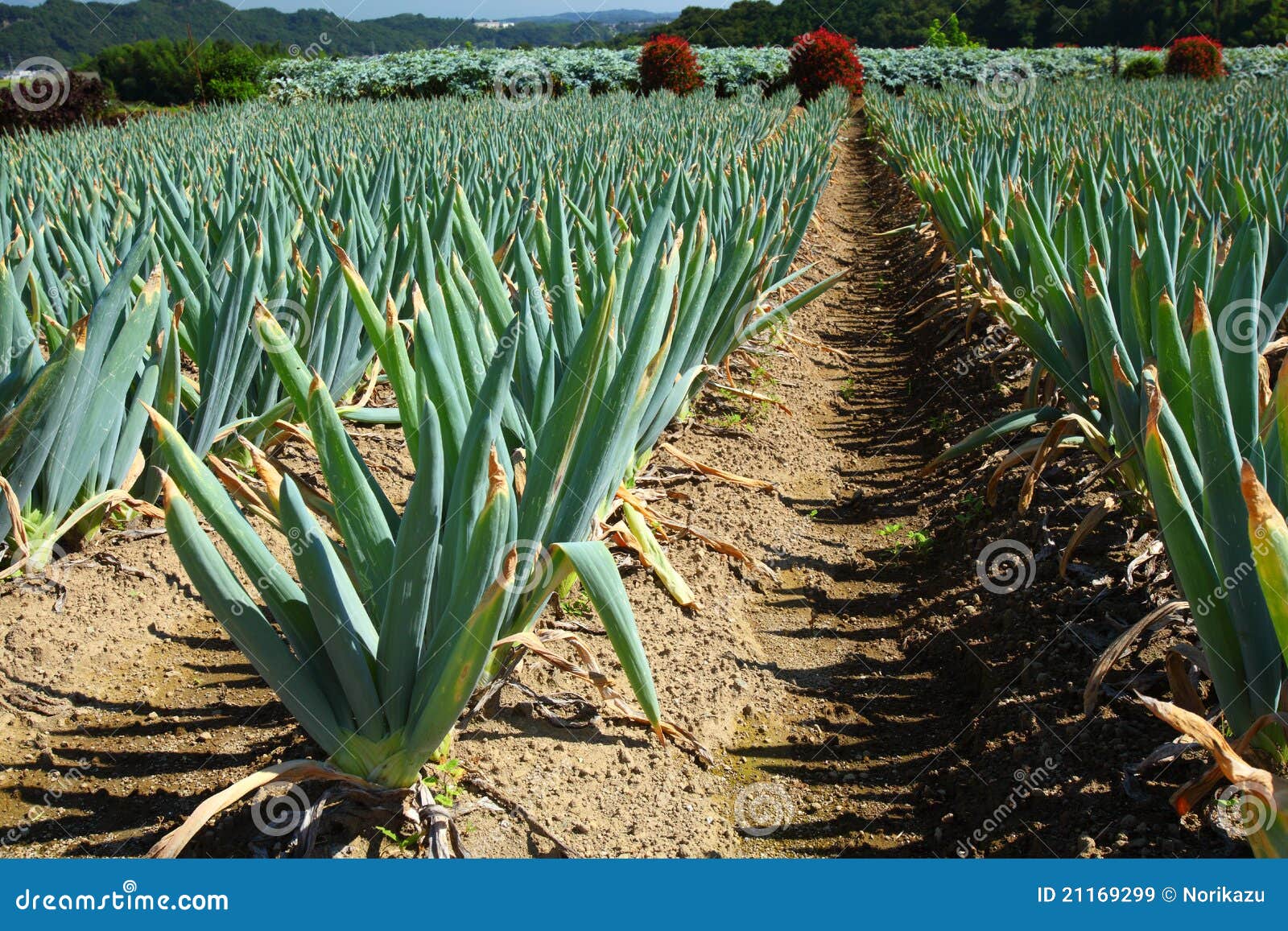 Green Onion Tree On The Soil And Another Vegetable Tree In The Fields ...