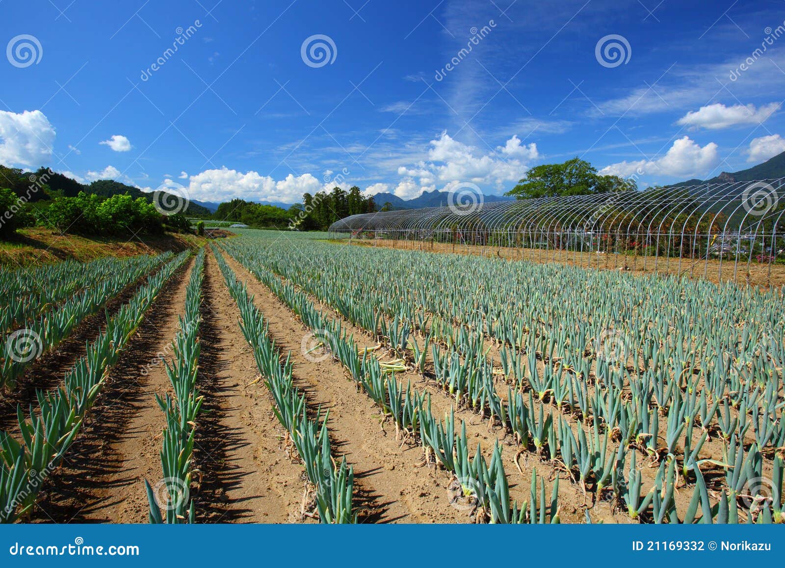 Green onion field stock photo. Image of green, growing - 21169332