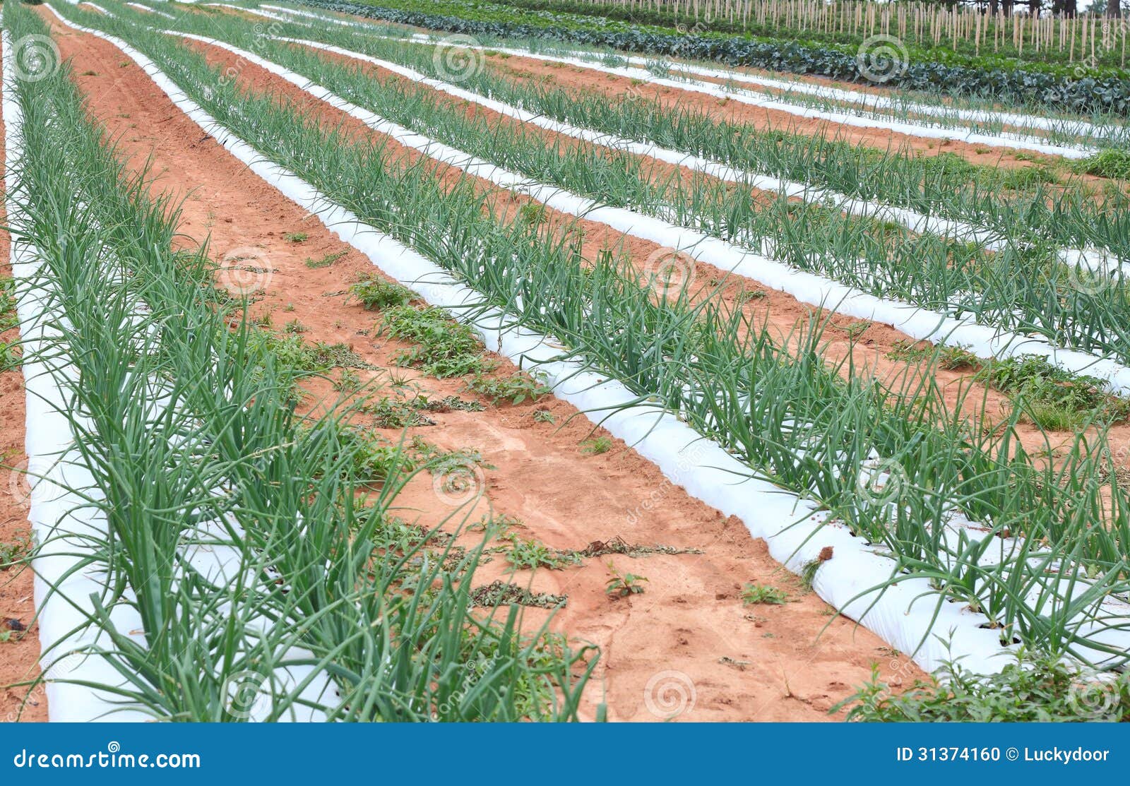 Green Onion. Young Spring Onion Sprout On The Field. Organically Grown ...