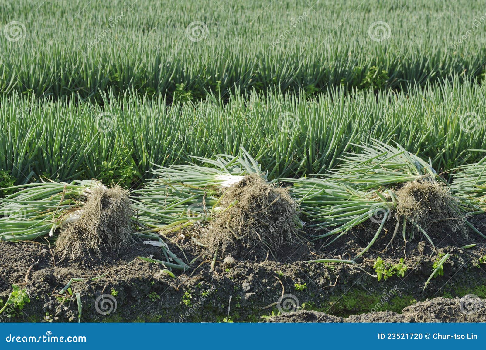 Green Onion Field By Organic Planting Stock Photo - Image: 23521720