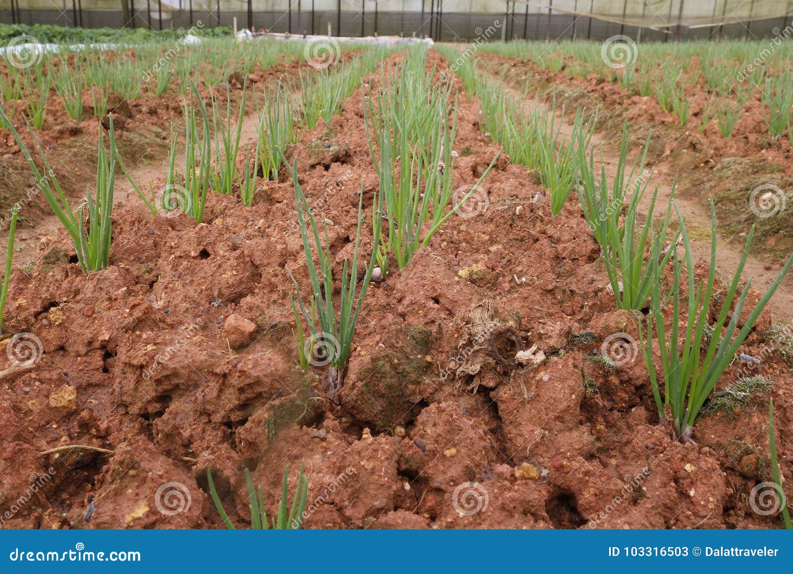 Green Onion Field, Rows of Onion at Farm Stock Image - Image of ...