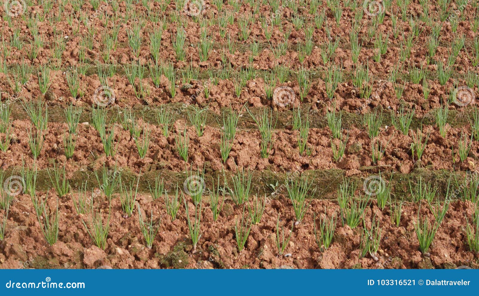 Green Onion Field, Rows of Onion at Farm Stock Image - Image of farm ...