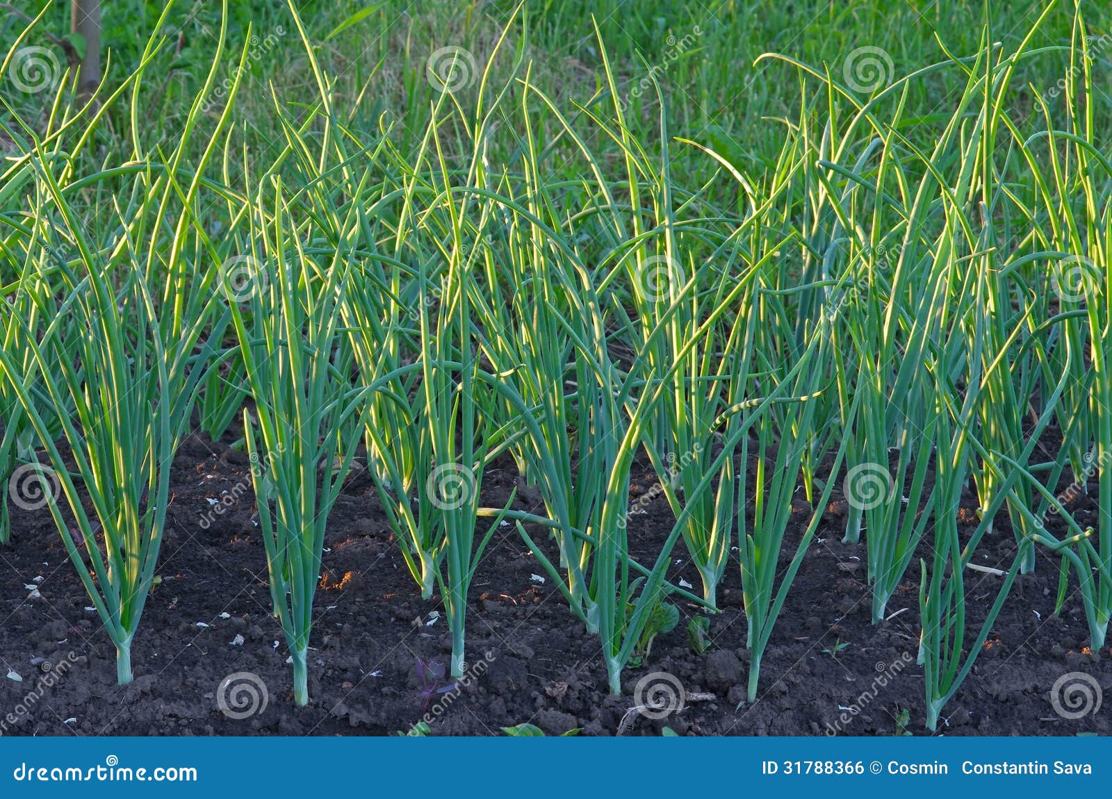 Green onion field stock photo. Image of flora, ground - 31788366