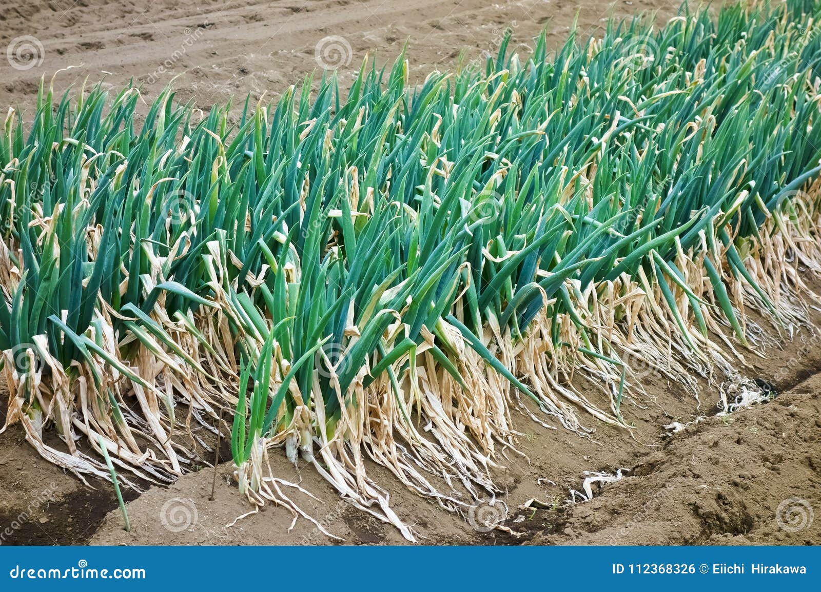 Green onion of field stock photo. Image of crop, onion - 112368326