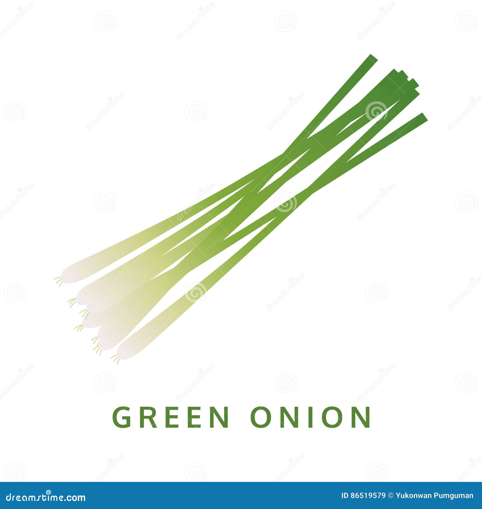 Green Onion Illustration, Isolated Vegetable Vector Stock Vector ...