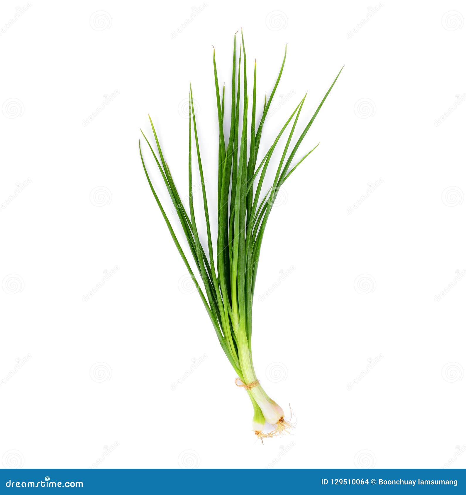 Green Onion Isolated on White Stock Photo - Image of nature, group ...