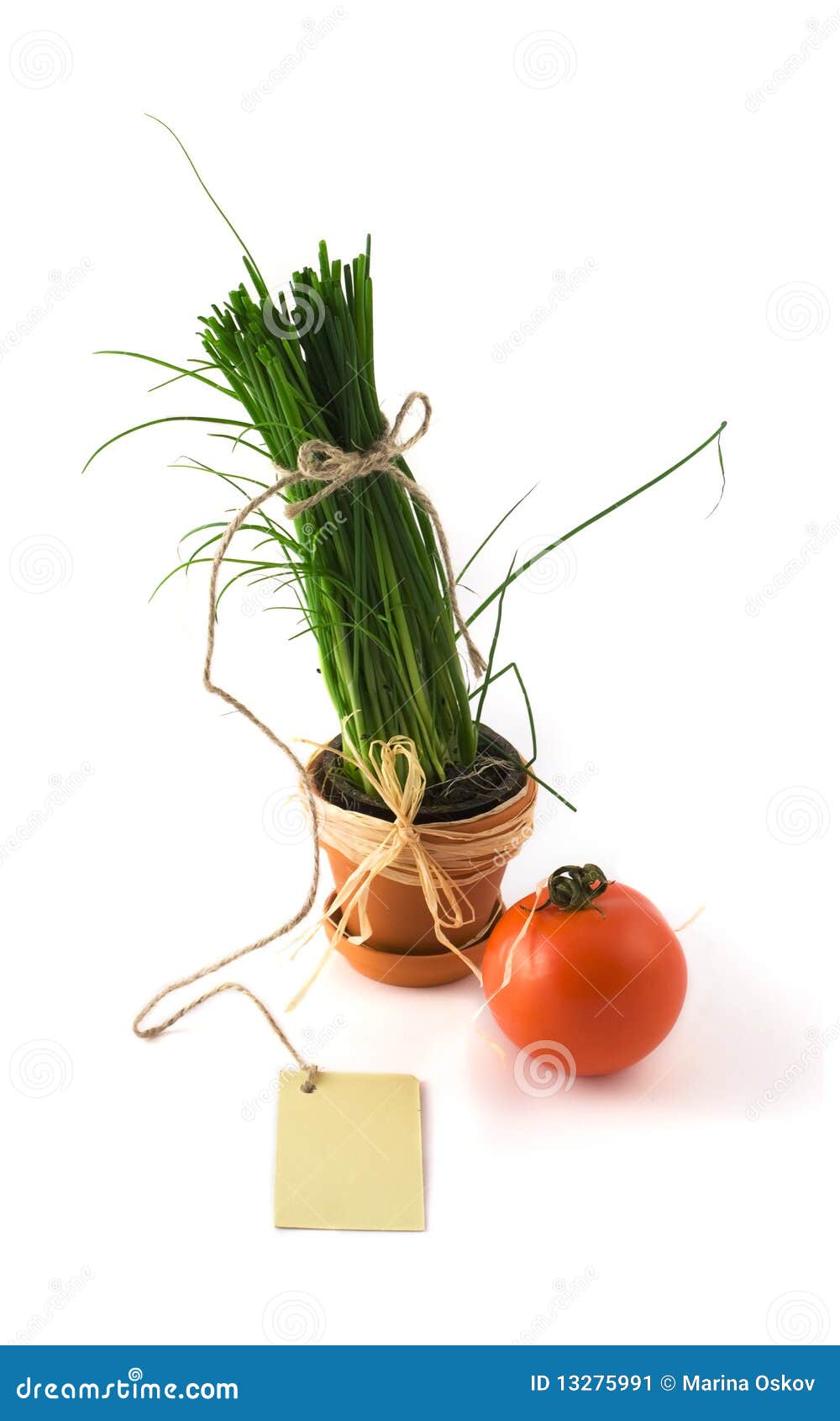 Green Onion in Pot with Card Stock Image - Image of potted, cultivation ...
