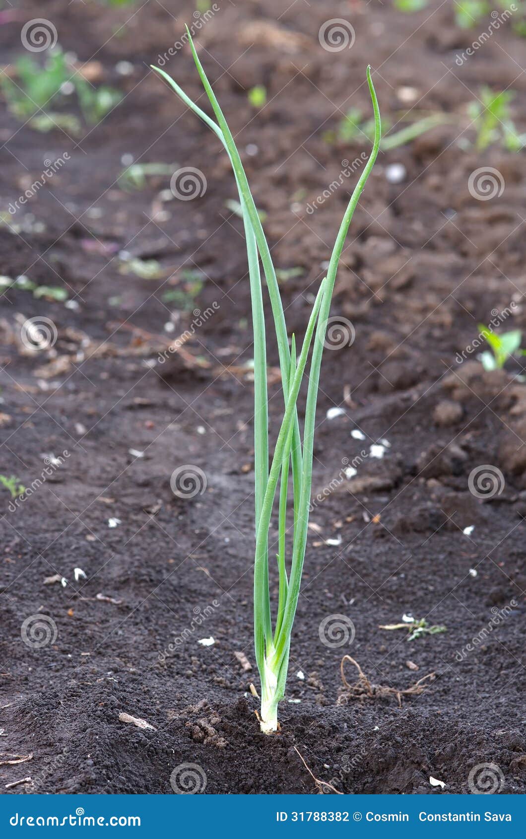 Green onion stock photo. Image of gardening, cultivate - 31788382