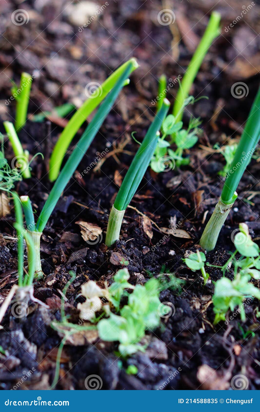 Green onion shoot stock image. Image of green, brown - 214588835