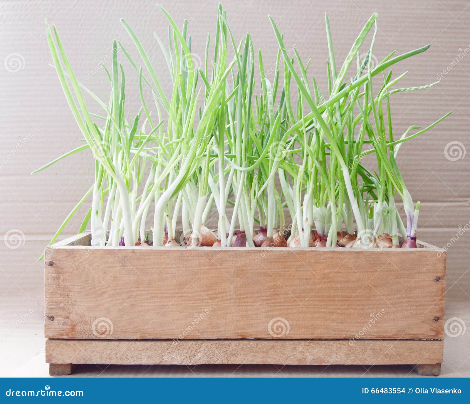 Green onions in a box stock photo. Image of garnish, nature - 66483554