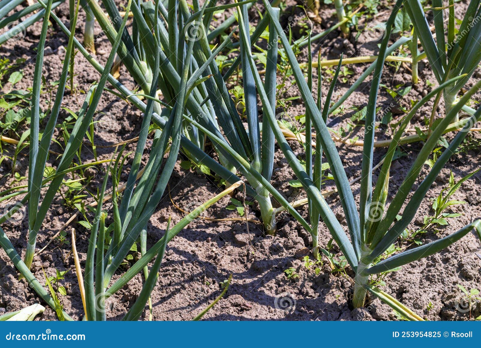 Green Onions on the Field in the Summer Stock Image - Image of onion ...