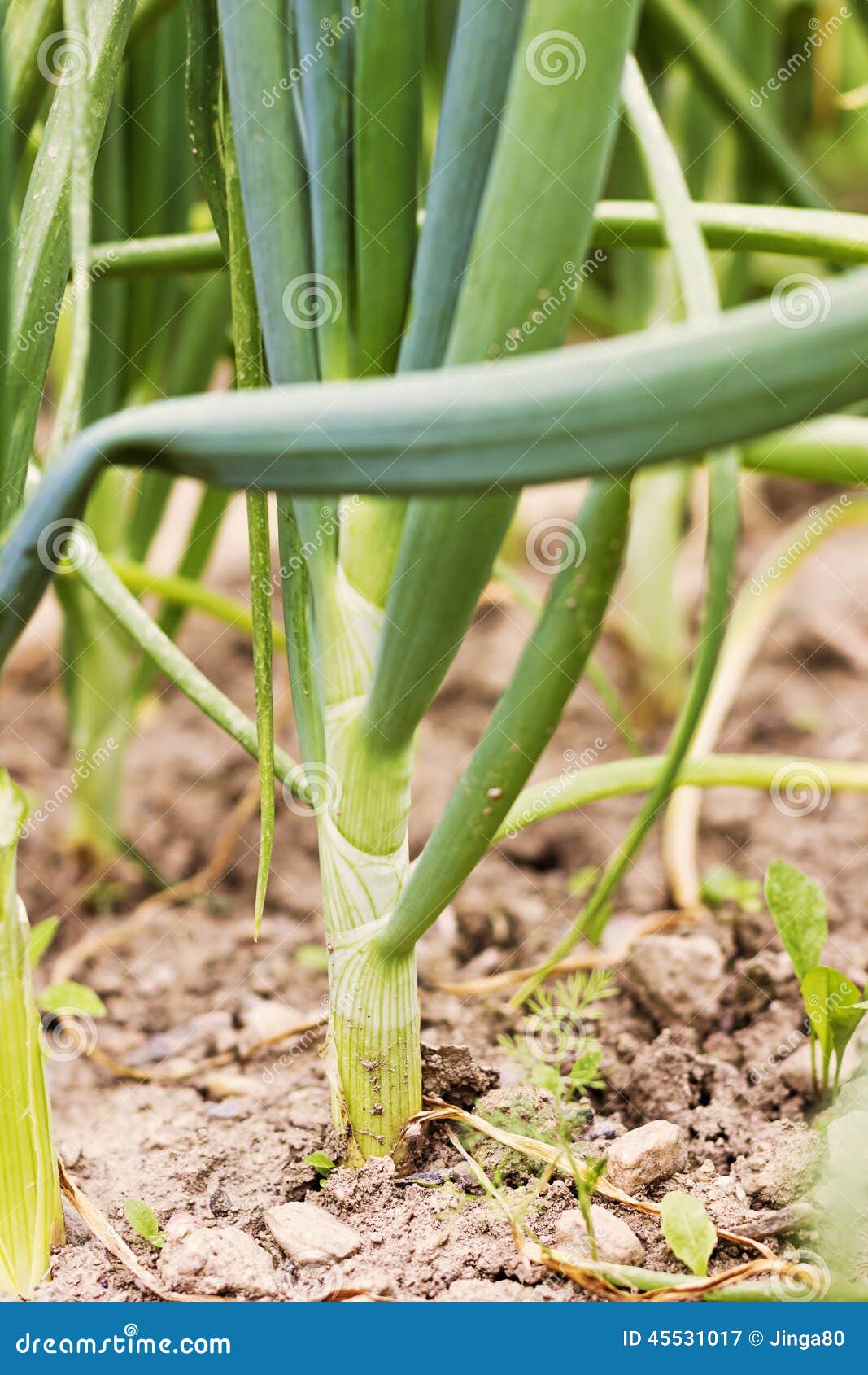 Green onions stock image. Image of natural, growing, garden - 45531017