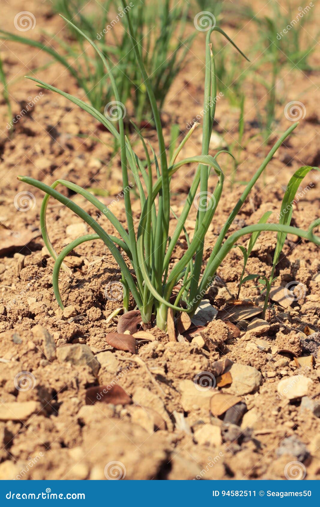 Green Onions in the Garden. Stock Image - Image of fresh, spring: 94582511