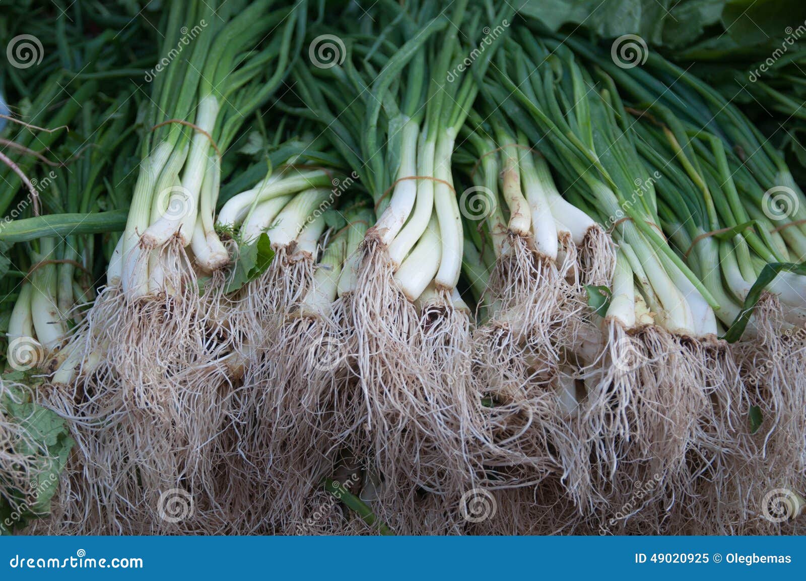 Green onions stock image. Image of ripe, vegetables, stalks - 49020925