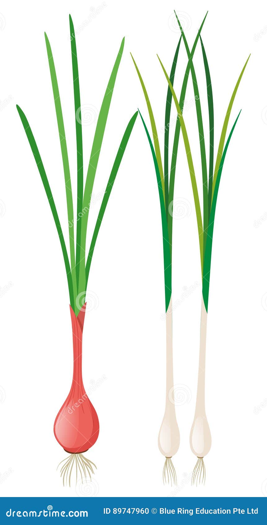 Green onions with roots stock vector. Illustration of fresh - 89747960