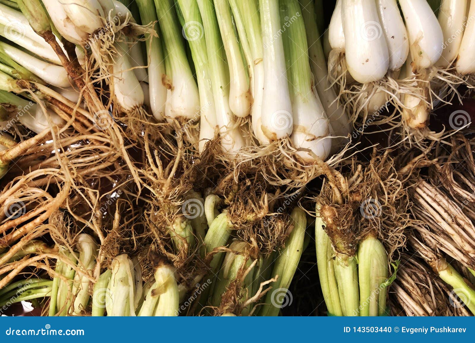 Green Onions Roots on the Market Stock Photo - Image of groundn ...