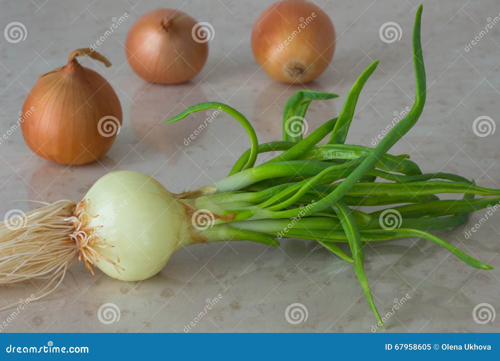 Green Onions with Roots. Yellow Onion Bulbs Stock Image - Image of ...