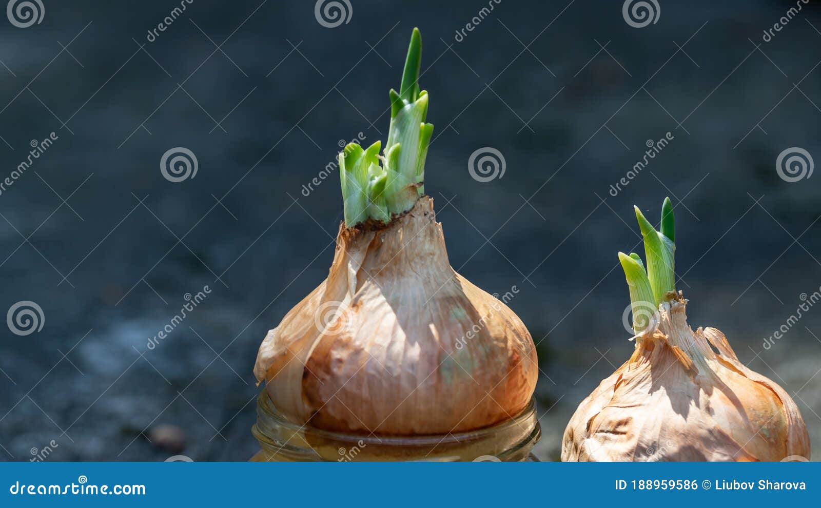 Green Onions Sprouting from the Bulb in Selective Focus on Gray ...