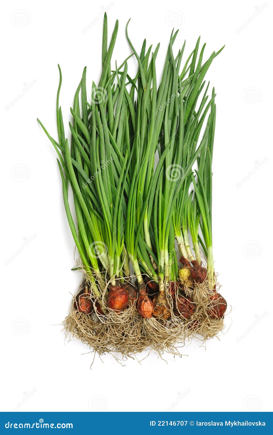 Green Onions on a White Background Stock Image - Image of healthy ...