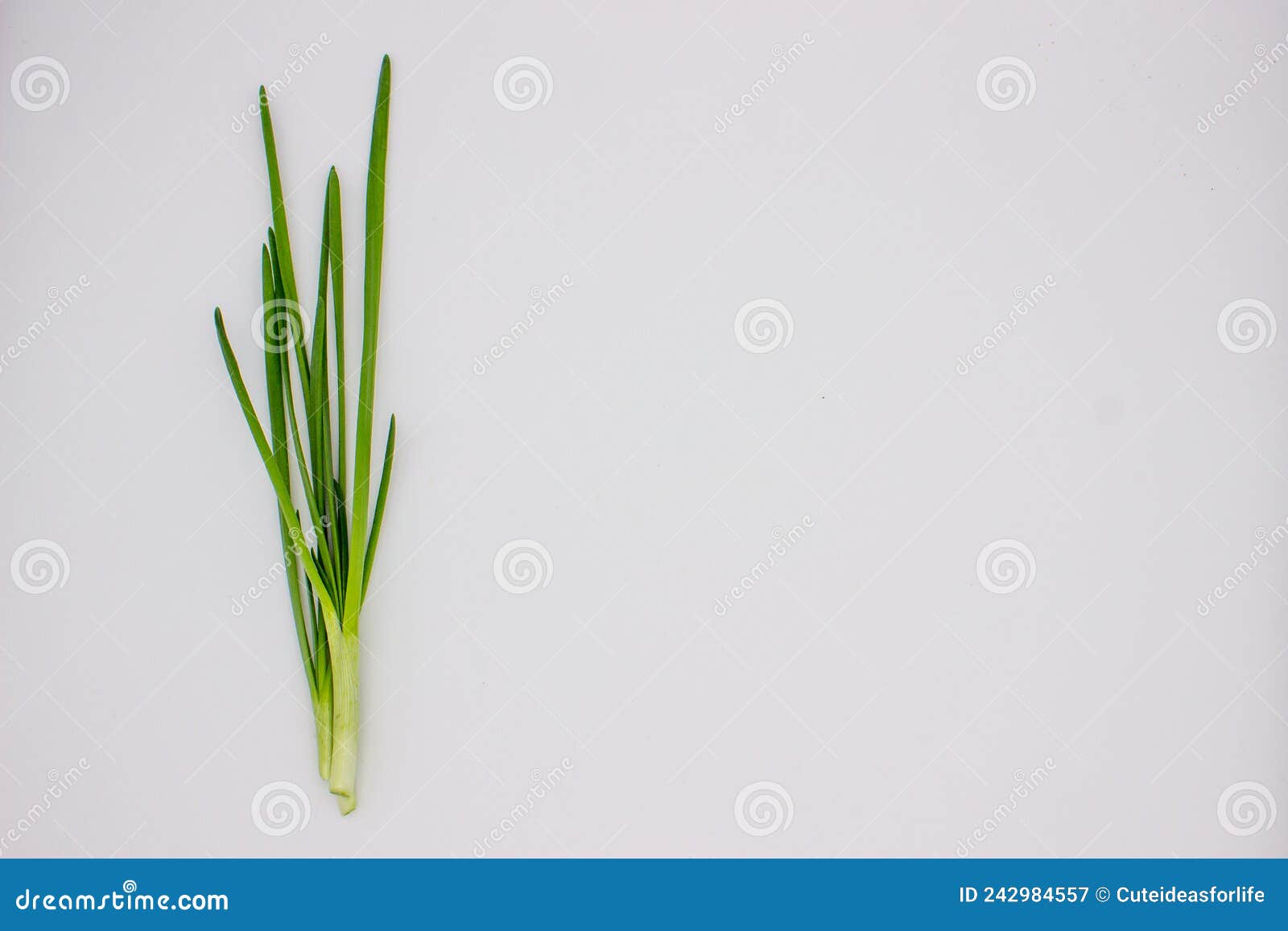 Green Onions on White Background Stock Image - Image of vitamin ...