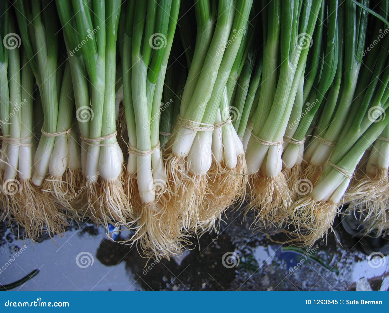 Green_onions2 stock image. Image of food, stall, nourishing - 1293645