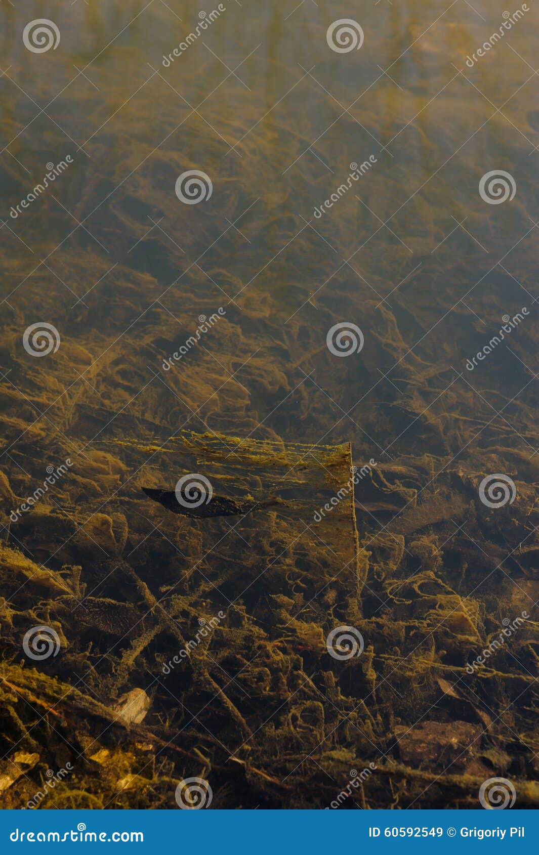 Green ooze stock image. Image of chemical, dirt, pollution - 60592549