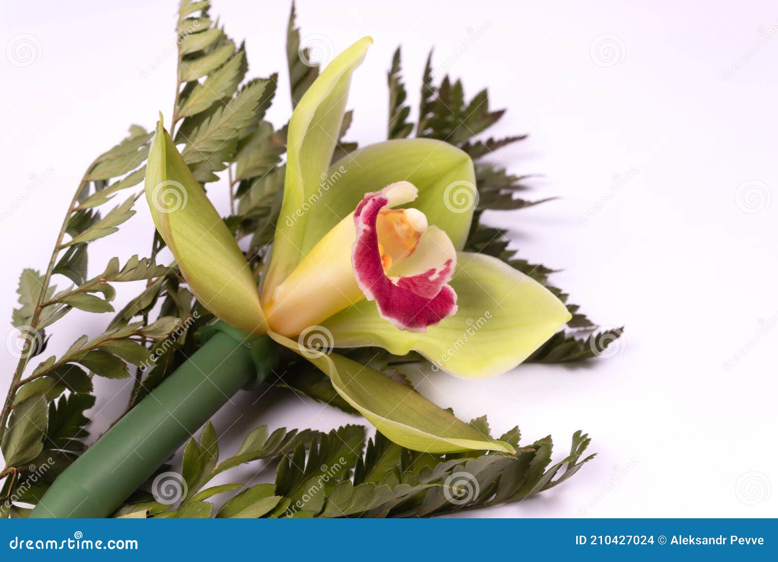 A Green Open Orchid with a Lilac Core Lies on a Branch Stock Photo ...