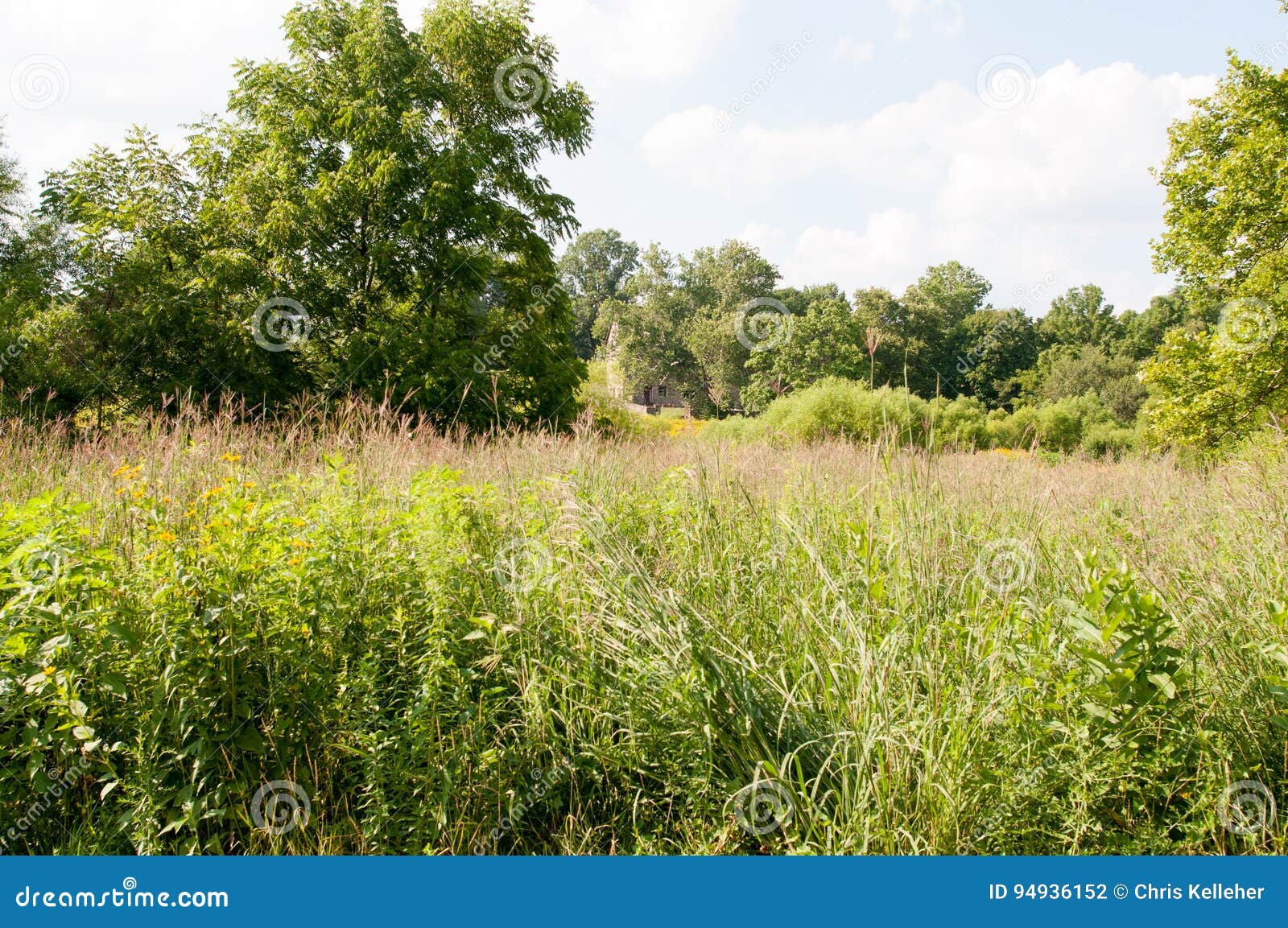 Green Open Space with Mature Trees on a Sunny Day with Light Clouds at ...