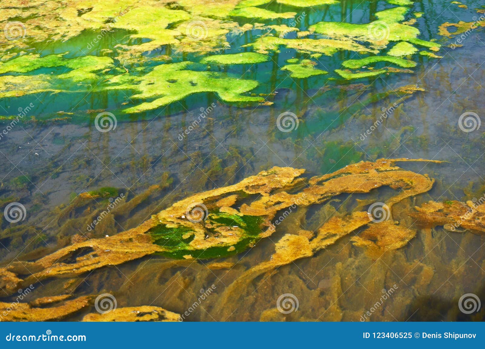 Green and Orange Algae on the River. Pollution of the Environment. Stock Image - Image of ...