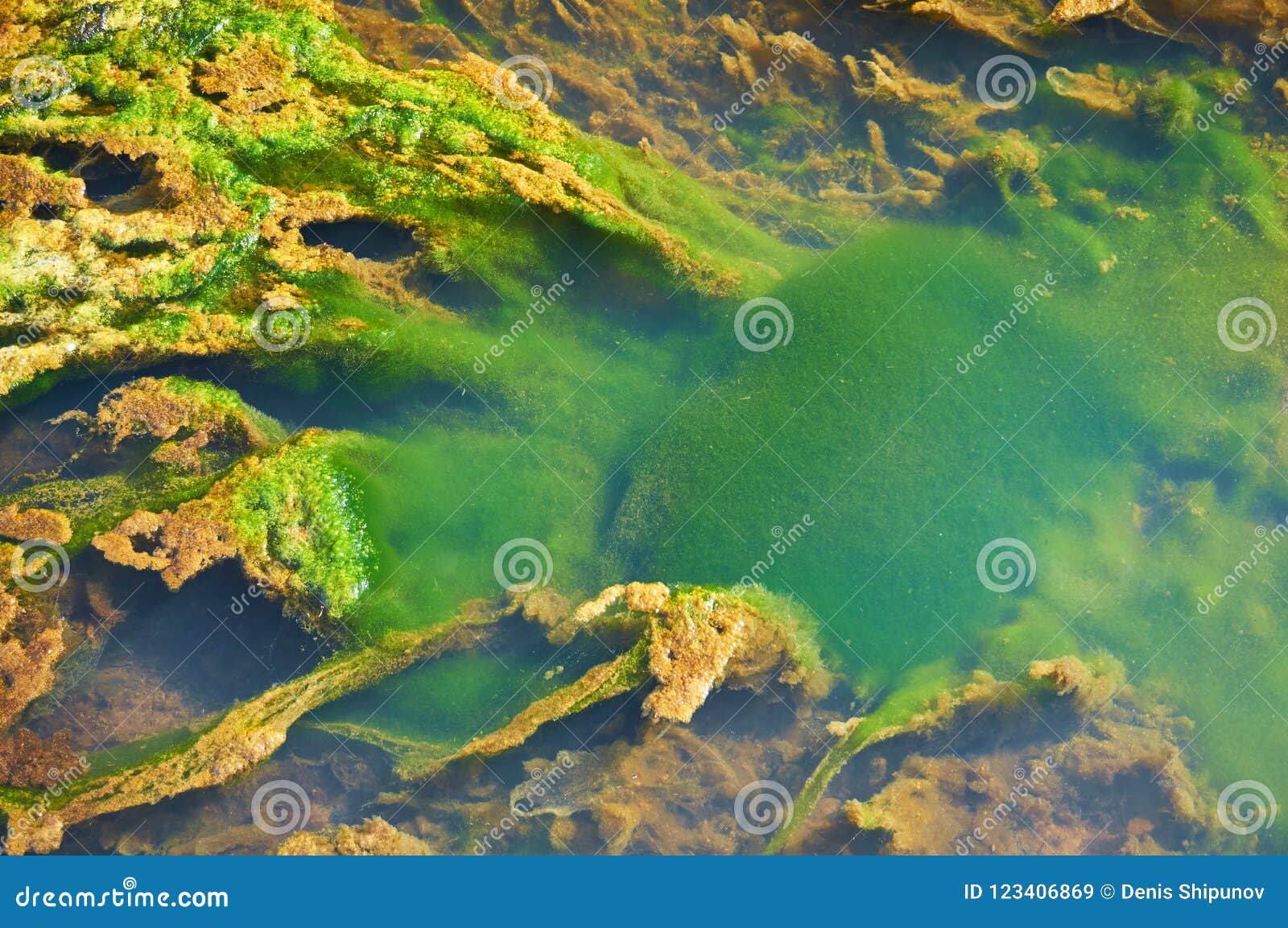 Green and Orange Algae on the River. Pollution of the Environment. Stock Image - Image of lake ...