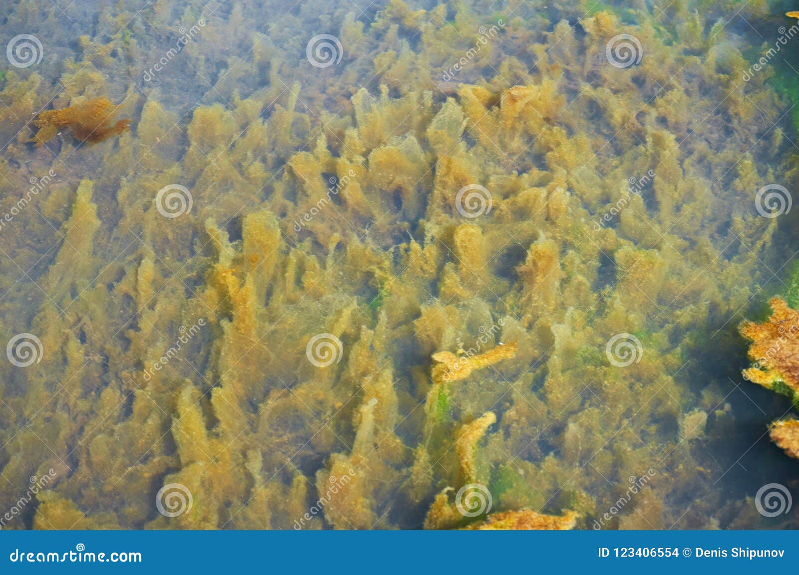 Green and Orange Algae on the River. Pollution of the Environment ...
