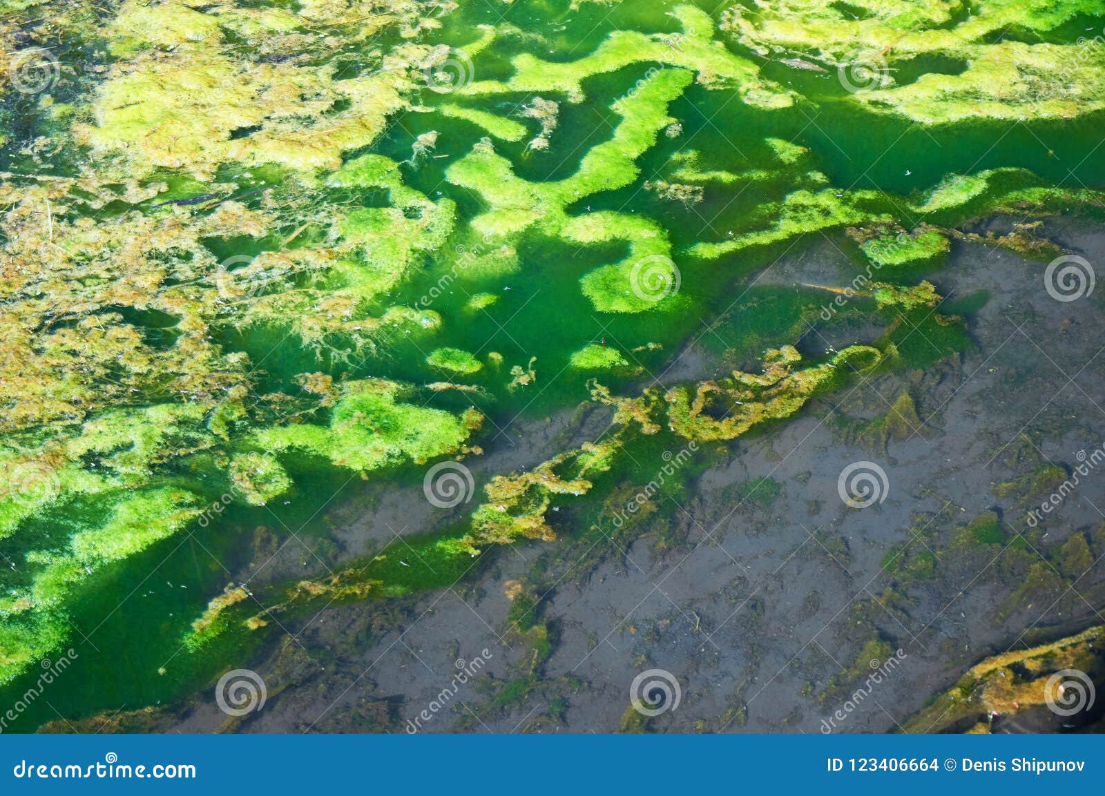 Green and Orange Algae on the River. Pollution of the Environment ...