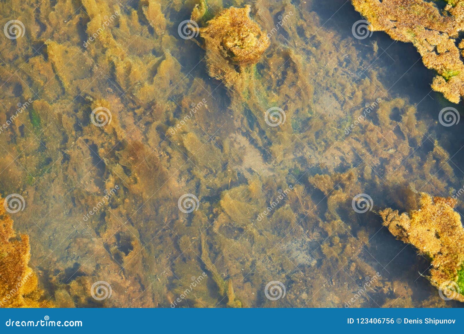 Green and Orange Algae on the River. Pollution of the Environment. Stock Photo - Image of ...