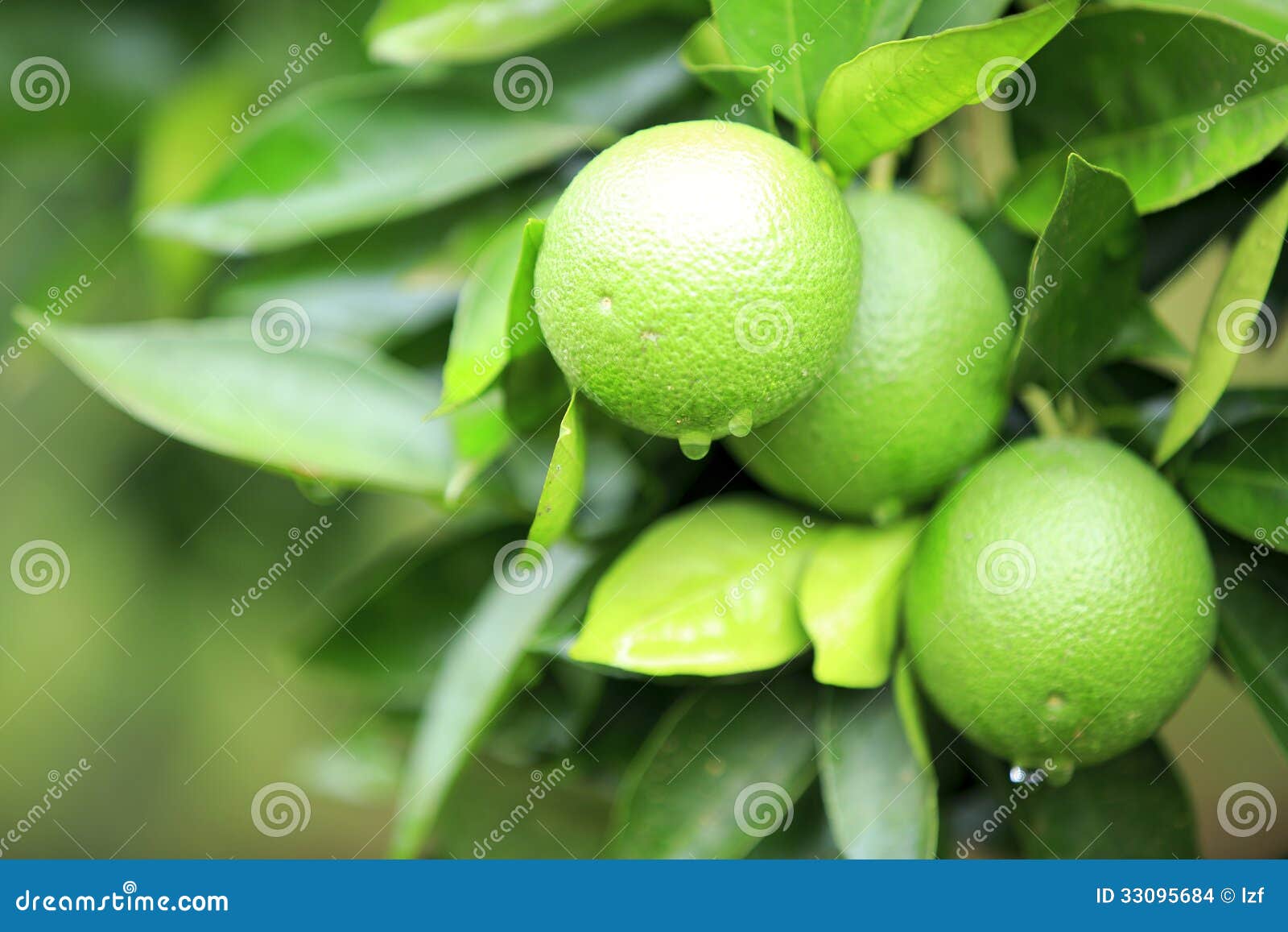 Green orange stock photo. Image of branch, agriculture - 33095684