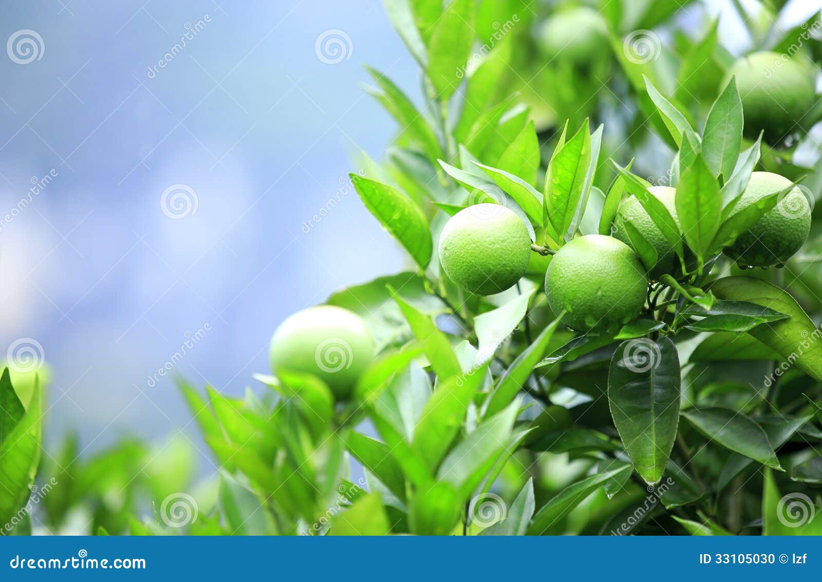 Green orange fruit stock photo. Image of outdoor, tropical - 33105030