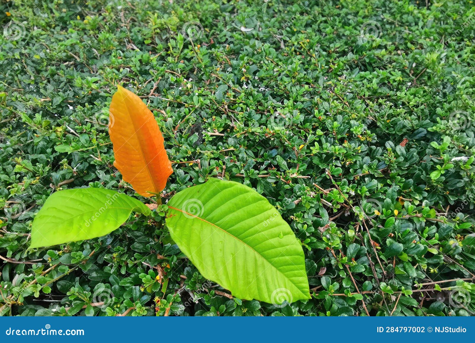 Green and Orange Leaves on Green Grass Background the Nature of ...