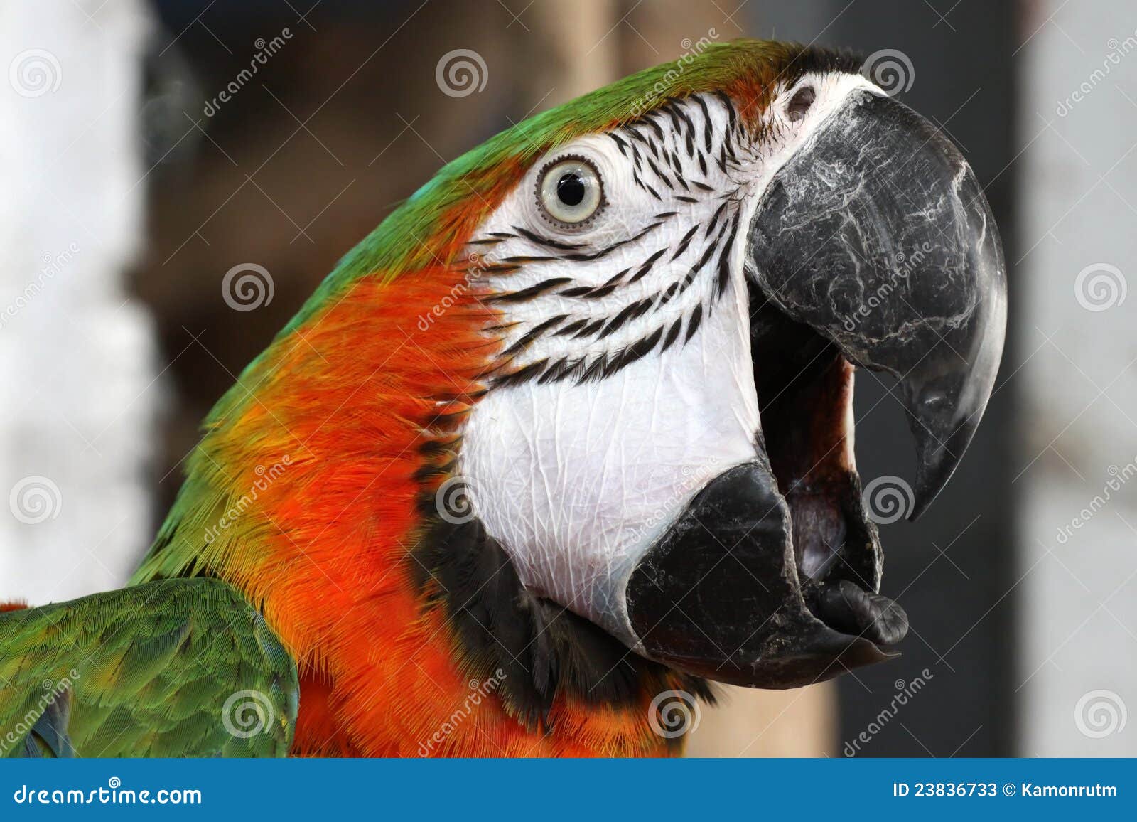 Green and Orange Macaw stock image. Image of blue, couple - 23836733