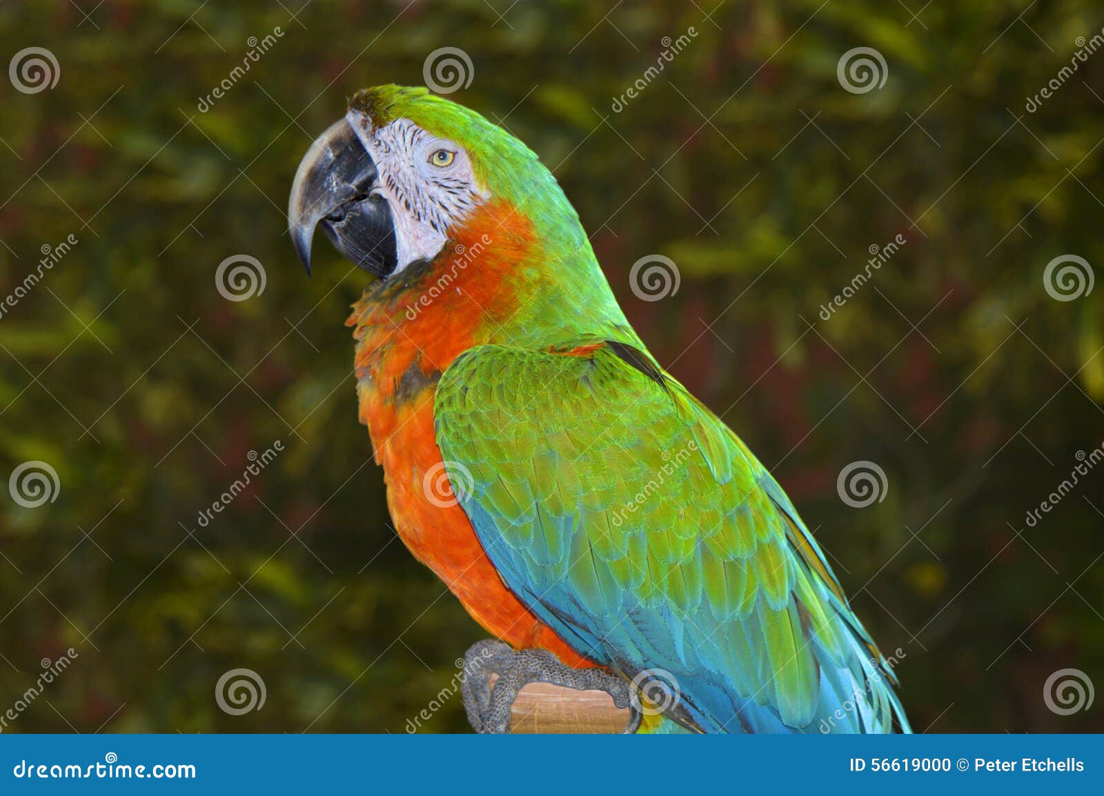 Green and orange macaw stock photo. Image of macaw, ornithological ...