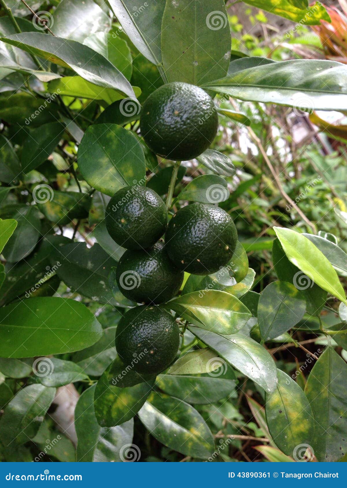 Green orange stock image. Image of orange, leaf, tree - 43890361