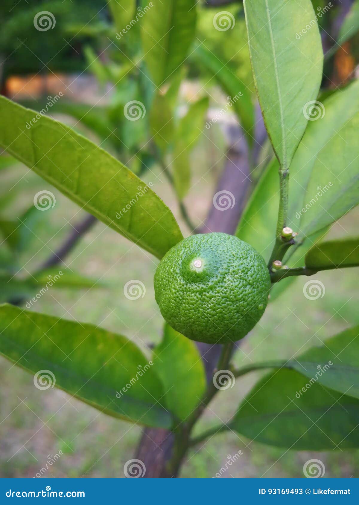 Green orange on the tree stock image. Image of citrus - 93169493