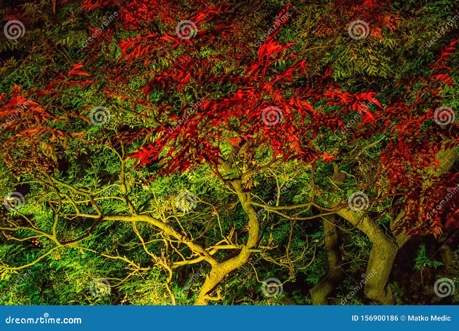 Green and Orange Tree Illuminated with Light Stock Photo - Image of ...