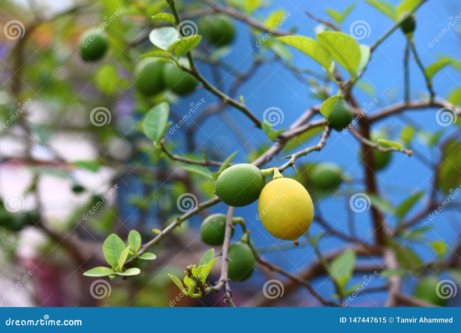 Green Orange Tree with Orange. Stock Image - Image of green, nature ...