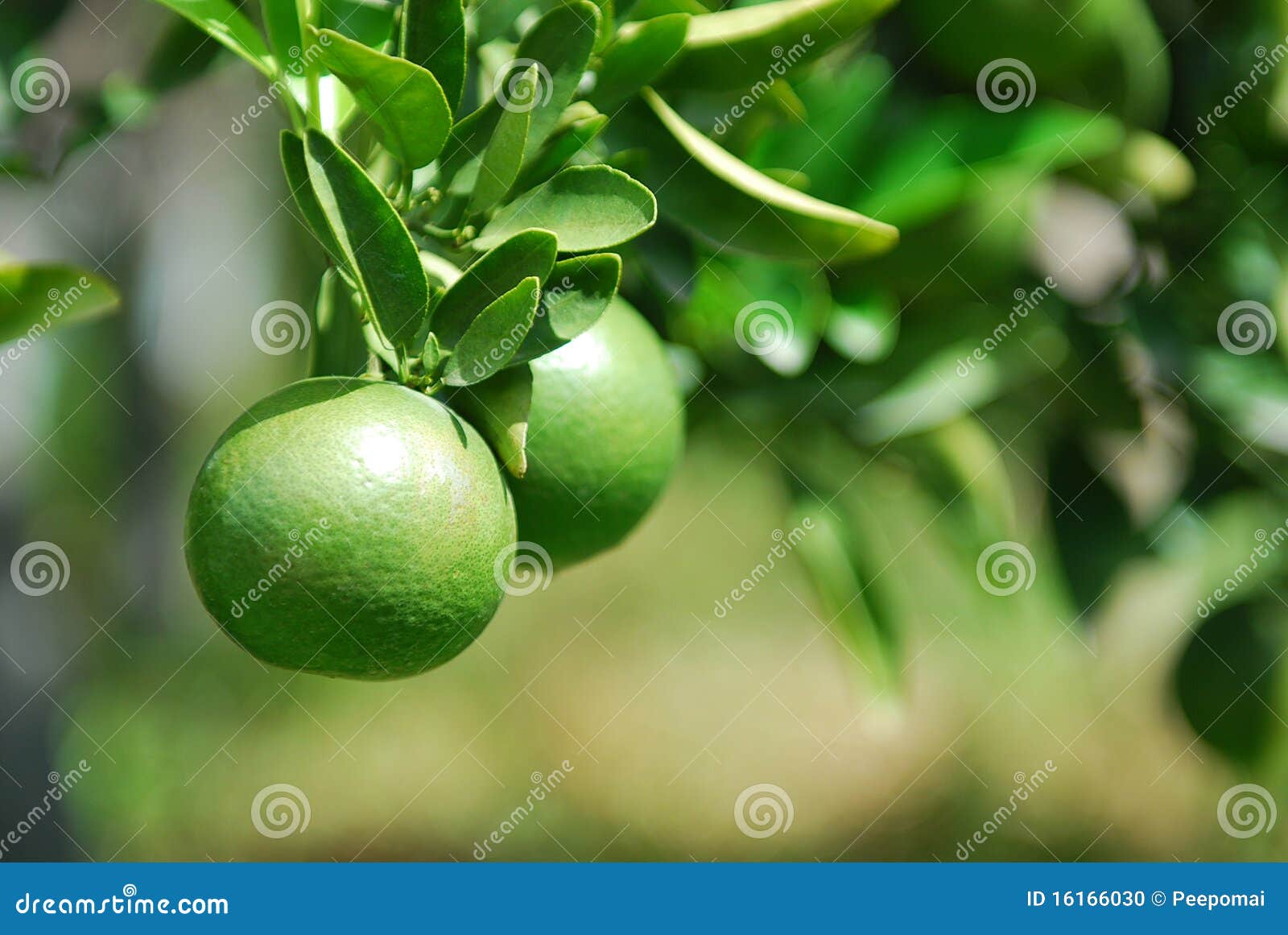 Green oranges stock photo. Image of young, detailed, fresh - 16166030