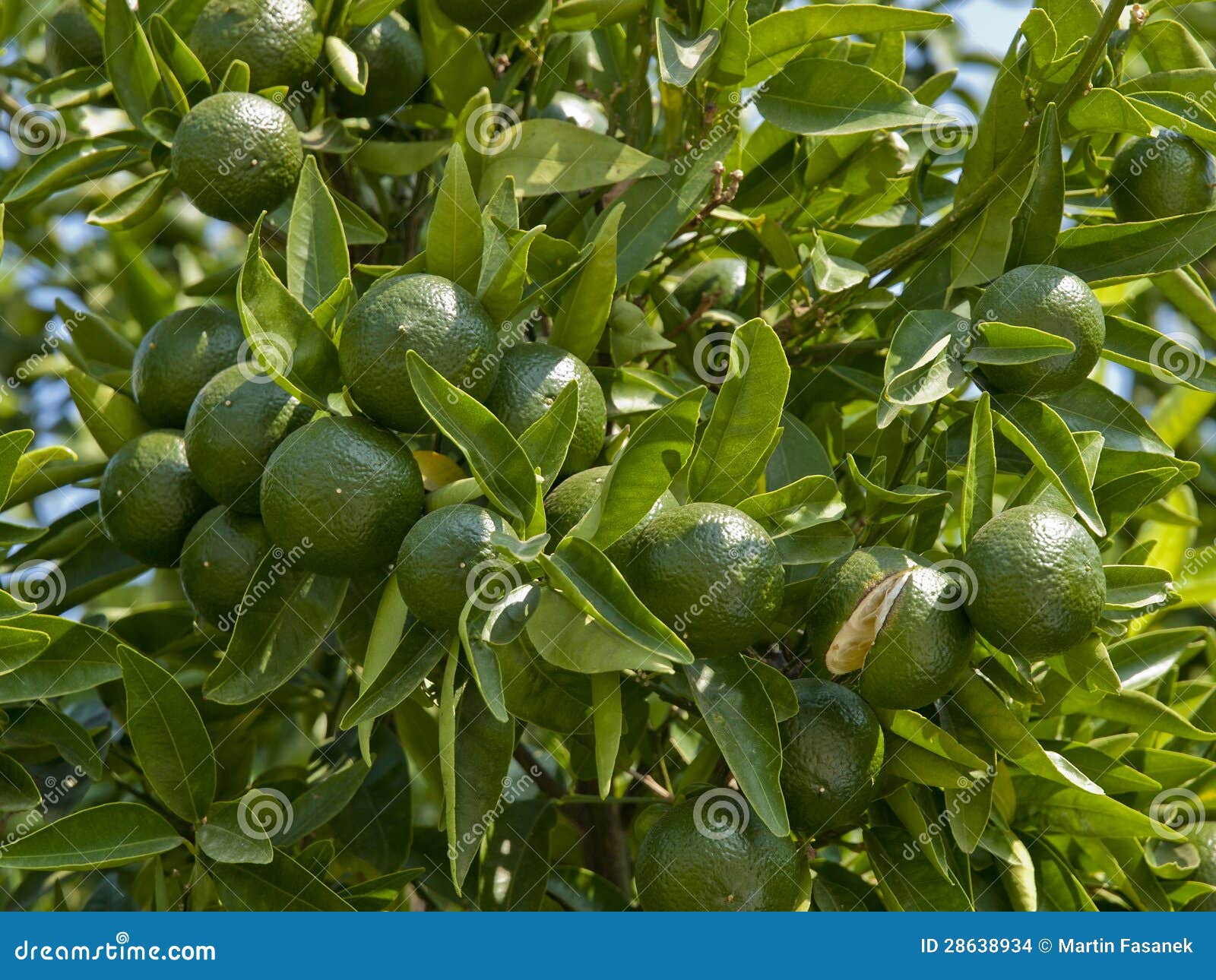 The green oranges stock photo. Image of sunshine, fruit - 28638934