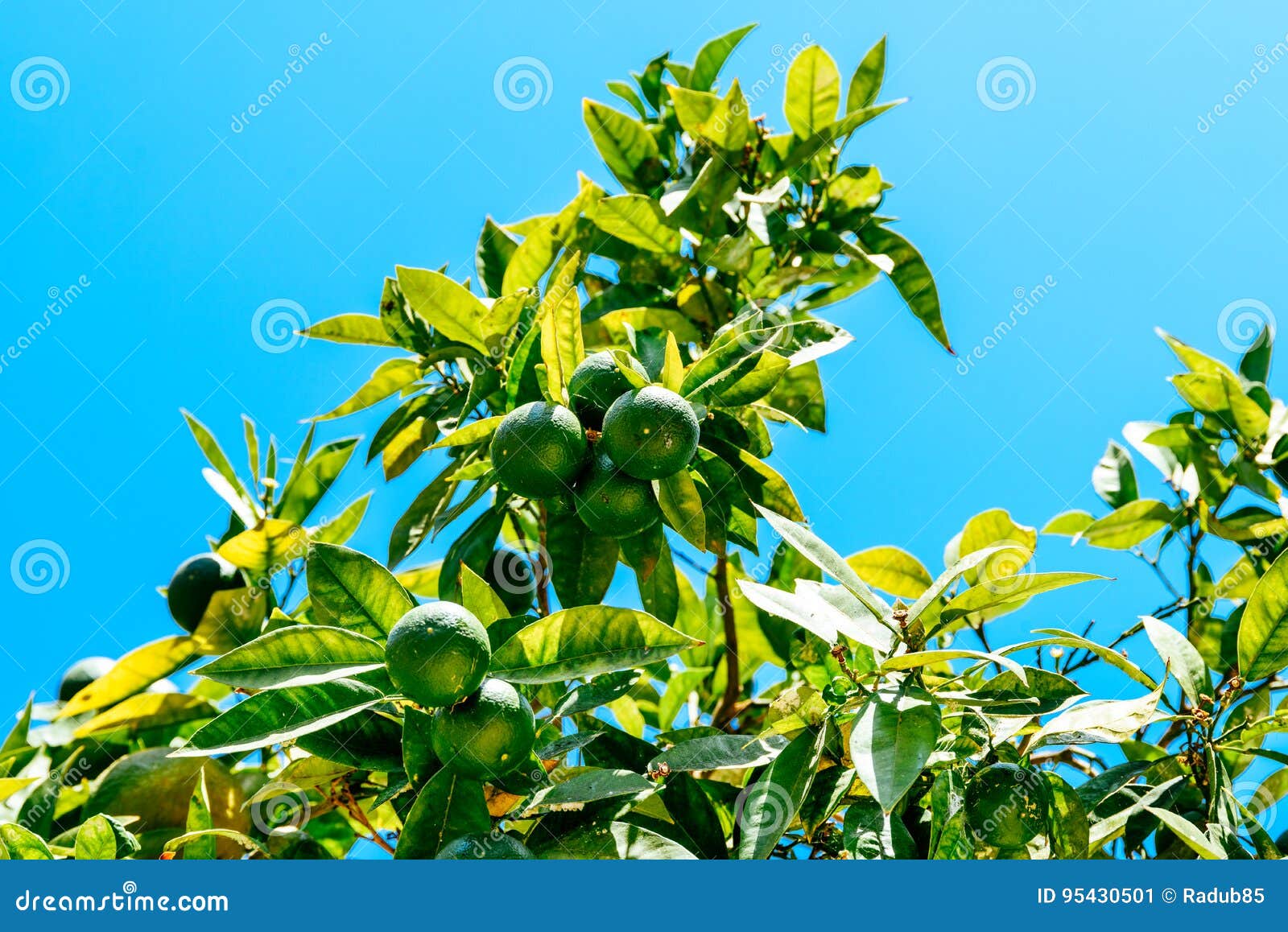 Green Oranges in Orange Tree Stock Image - Image of environment, fruits ...